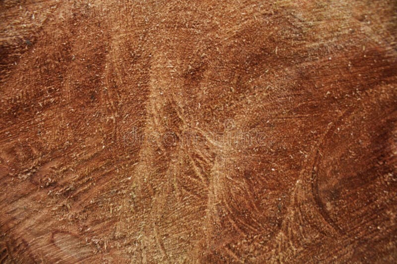 Close-up of a Tree Trunk with the Bark Removed Stock Image - Image of ...