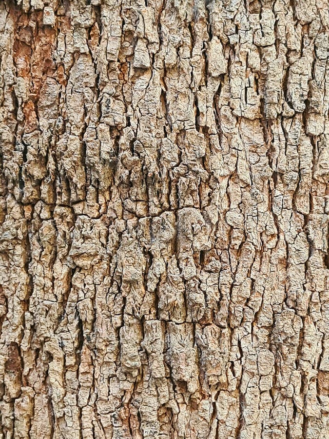 Evocative Tree Trunk Close-up Texture Image Stock Image - Image of soil ...