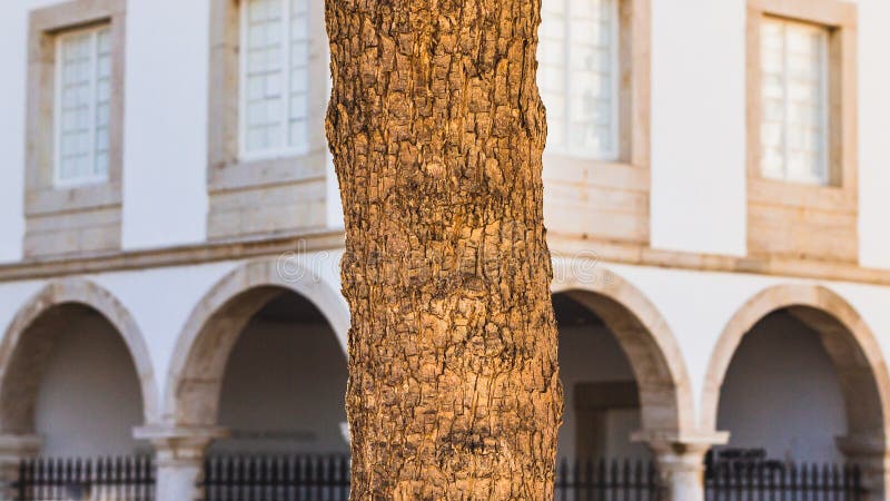 Tree Trunk Close-up with a Building on the Background Stock Image ...