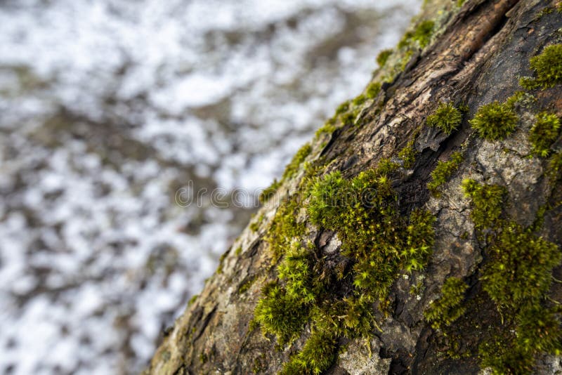 Close-up of a Tree Trunk Covered with Moss Stock Image - Image of ...