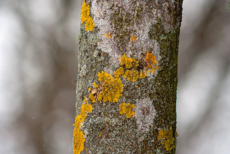 Tree Trunk Covered with Yellow Lichen and Fungus Stock Photo - Image of ... Tree Trunk Covered with Yellow Lichen and Fungus Stock Photo - Image of ...