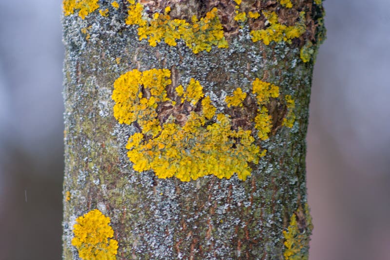 Tree Trunk Covered with Yellow Lichen and Fungus Stock Image - Image of ... Tree Trunk Covered with Yellow Lichen and Fungus Stock Image - Image of ...