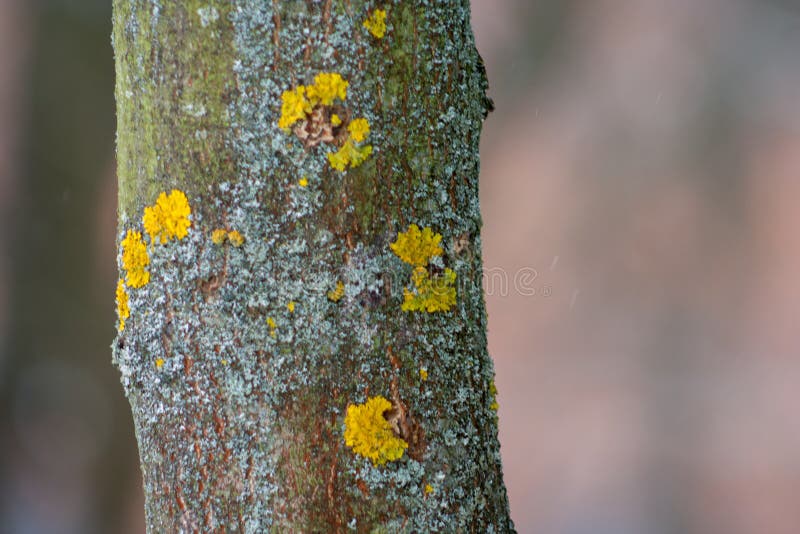 Tree Trunk Covered with Yellow Lichen and Fungus Stock Image - Image of ... Tree Trunk Covered with Yellow Lichen and Fungus Stock Image - Image of ...