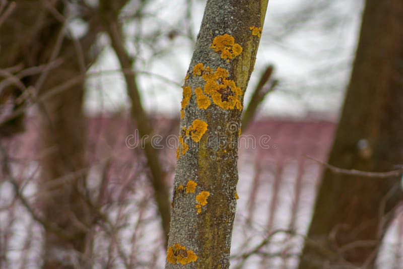 Tree Trunk Covered with Yellow Lichen and Fungus Stock Image - Image of ... Tree Trunk Covered with Yellow Lichen and Fungus Stock Image - Image of ...