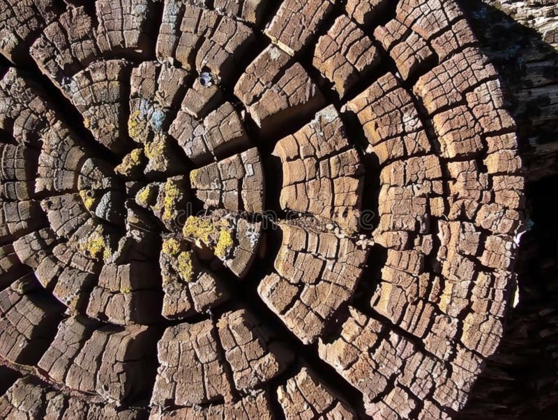 Close-up of a Tree Trunk Cross-section Revealing Intricate Growth Rings ...