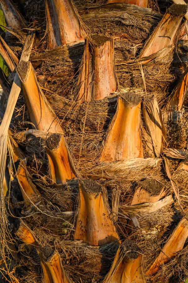 Close Up of the Tree Trunk of a Date Palm Tree (Phoenix Dactylifera ...