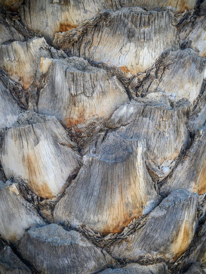 Close Up of the Tree Trunk of a Date Palm Tree Stock Photo - Image of ...