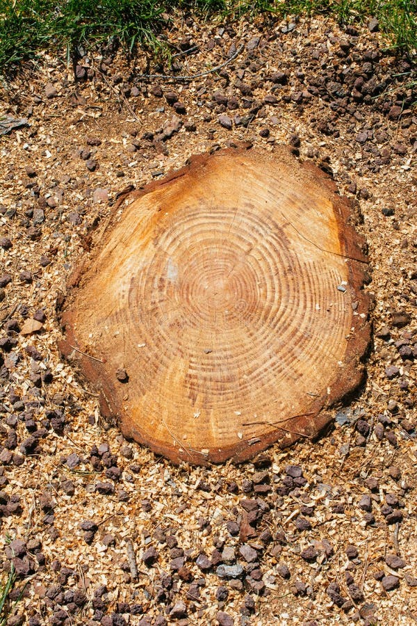 Close Up of Tree Trunk on Display Stock Image - Image of years, round ...