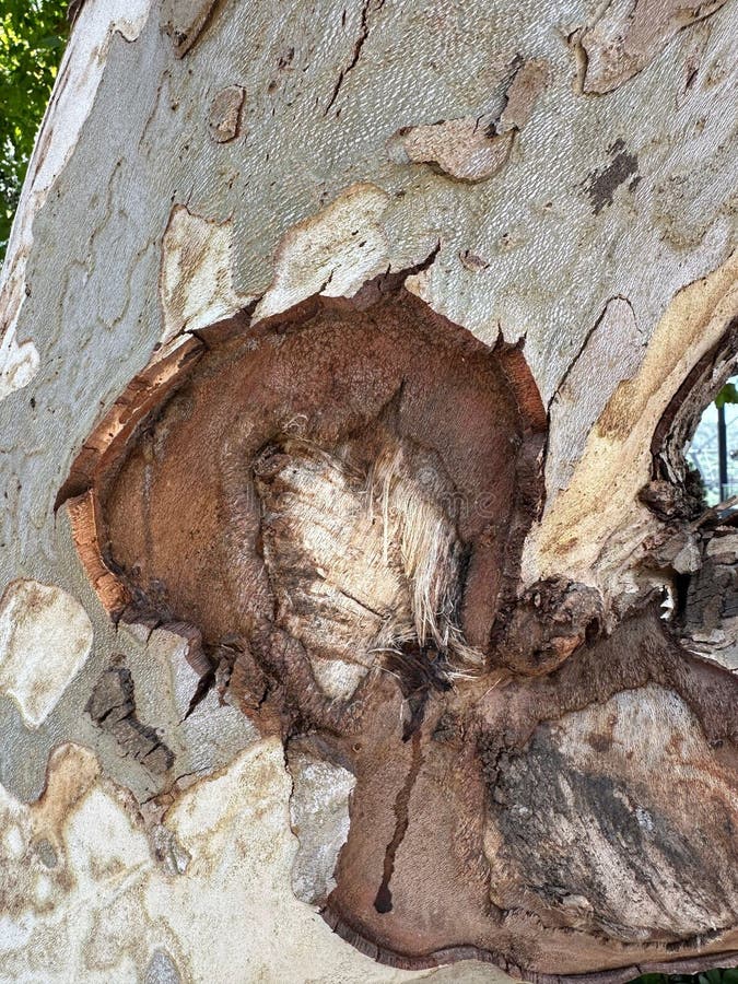 Bark scar on tree trunk stock photo. Image of tree, patterns - 360187762