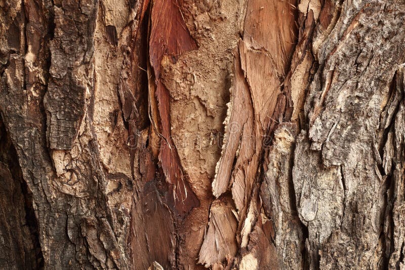 Close Up of Tree Trunk in the Forest, Dark Brown Bark Wood Background ...