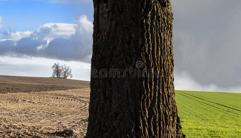 Tree trunk in field stock image. Image of cloudy, change - 146546029