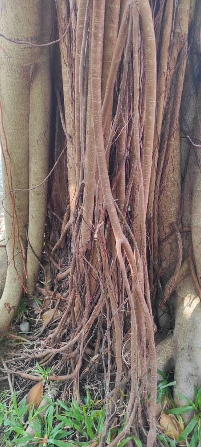 Tree Trunk and Hanging Roots. Photographed during the Day Stock Photo ...