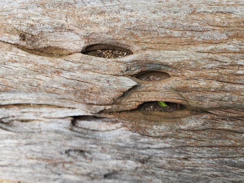 A Close-up of a Tree Trunk with Holes, Wood Surface Eroded Background ...