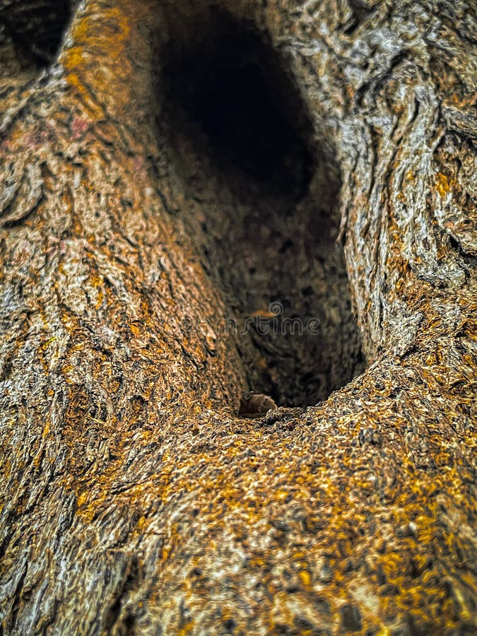 Close-up Tree Trunk with Hollow. Hole in the Bark of a Tree Stock Photo ...