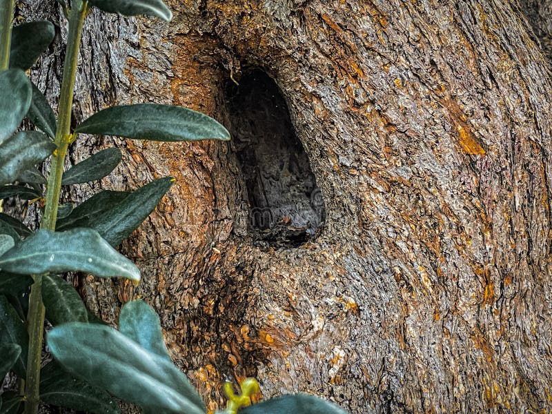 Close-up Tree Trunk with Hollow. Hole in the Bark of a Tree Stock Photo ...