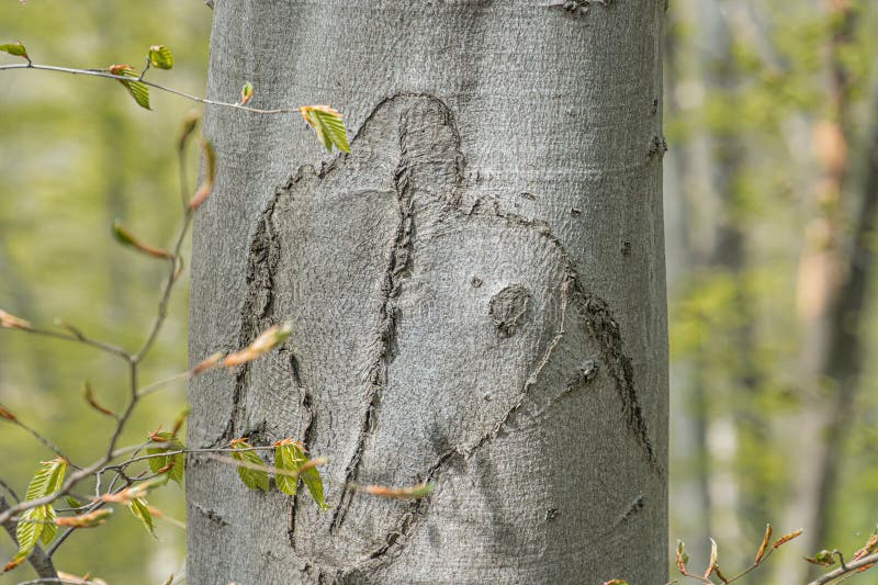 Close-up of Tree Trunk with Humanoid Shape Bark Pattern, Featuring Eyes ...