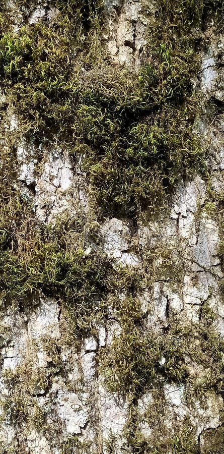 The Trunk of a Swamp Cypress that Has Fallen into the River, Growing in ...