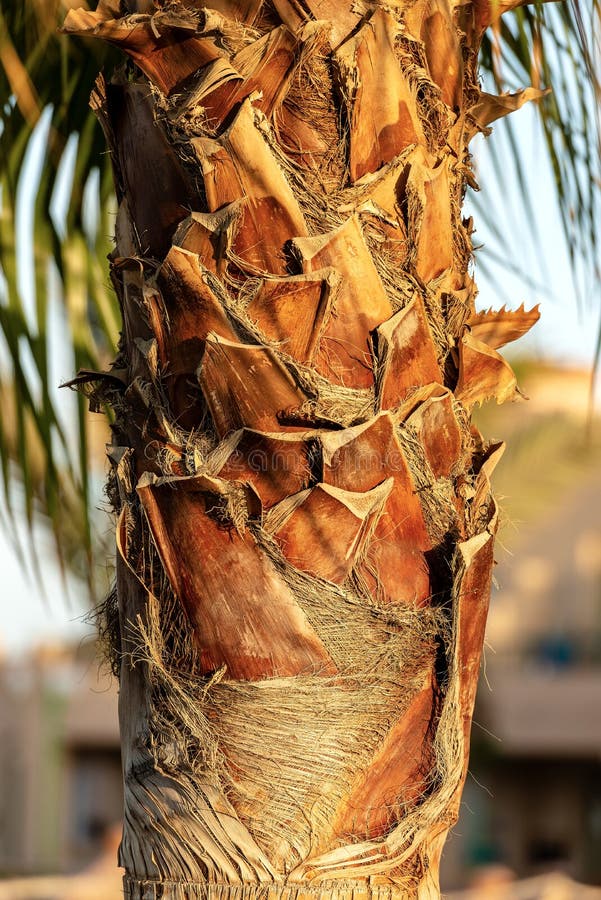 Close-up of a Tree Trunk of a Palm Stock Image - Image of egypt, nature ...