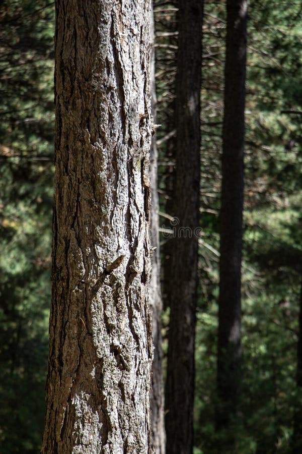 Close Up of a Tree Trunk. Pine Bark in the Forest. Pine Tree Bark Close ...