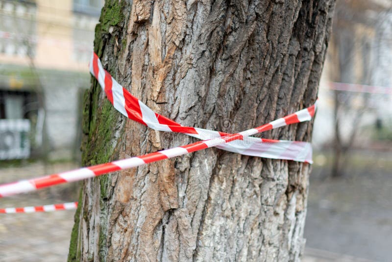 Close-up of a Tree Trunk with Red and White Caution Tape Wrapped Around ...