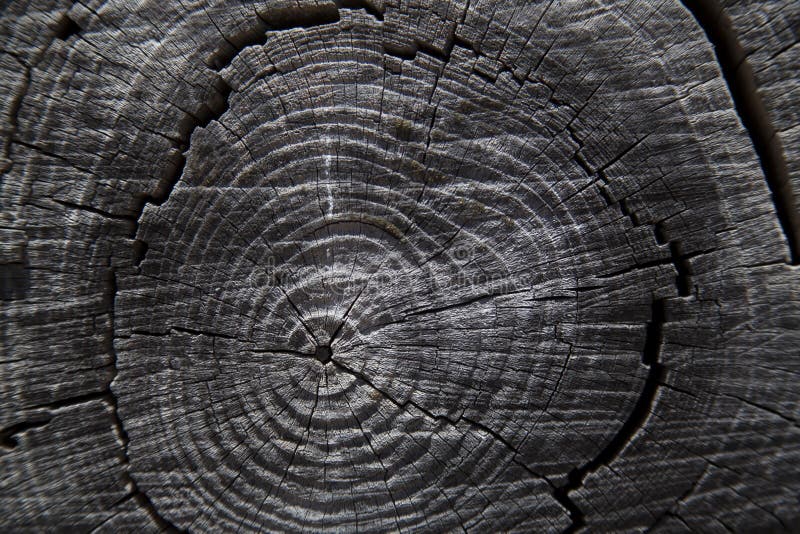 Close Up of Tree Trunk Rings Stock Photo - Image of hewn, annual: 28291512