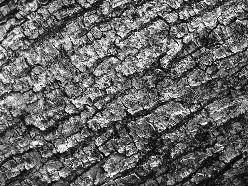 Rough Surface of a Tree Trunk Editorial Stock Photo - Image of close ...