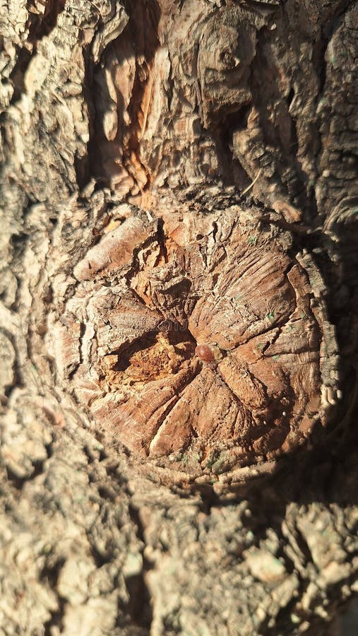 A Close-up of a Tree Trunk Showing Its Texture. Stock Photo - Image of ...