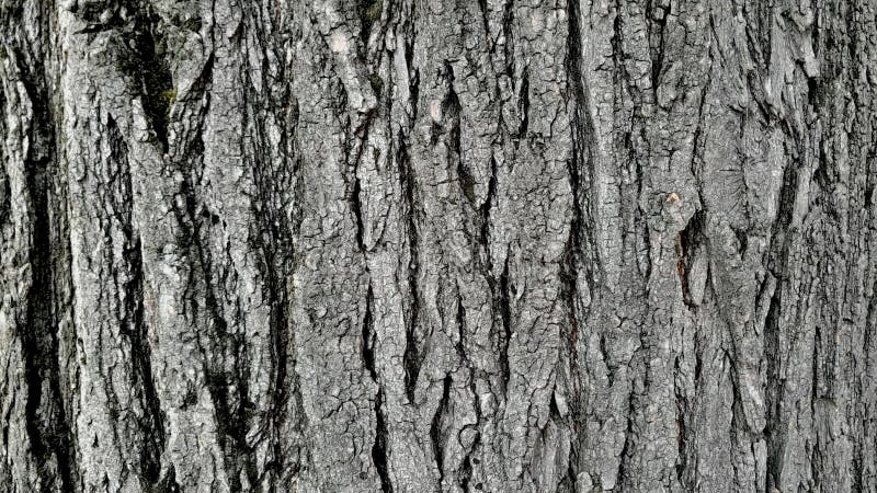 Close-up of a Tree Trunk Surface Texture Stock Photo - Image of rough ...