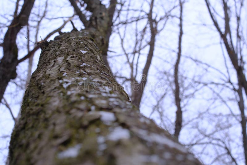 Close-up of a Tree Trunk with Textured Bark Covered in Snow Flakes ...