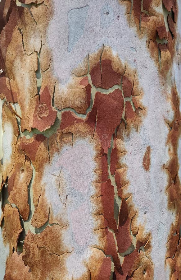 Close-up of a Tree Trunk with Textured Bark Stock Photo - Image of ...