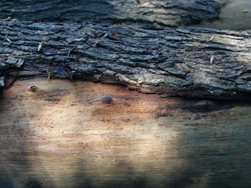 Tree Bark in the Soft Light Stock Image - Image of morning, light ...