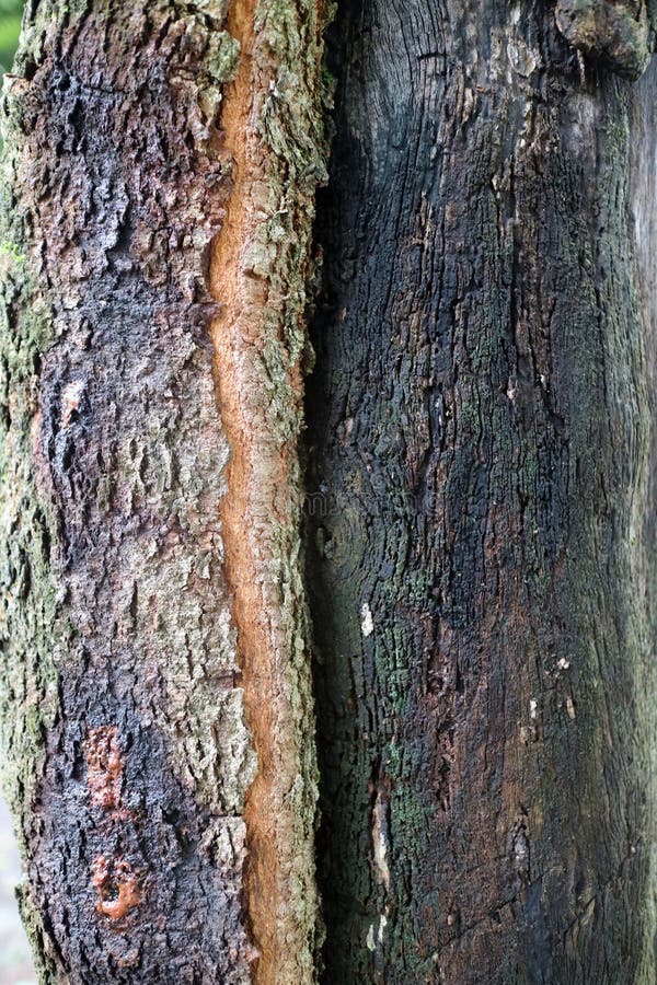 Split Tree Bark Showing Contrasting Textures and Colors Stock Photo ...