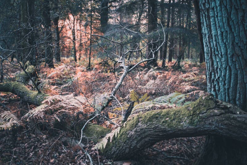 A Close Up of a Tree Trunk in a Woods during Autumn or Fall Stock Image ...