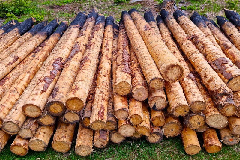 Close-up on Tree Trunks. Felled Trees without Bark. Stock Photo - Image ...
