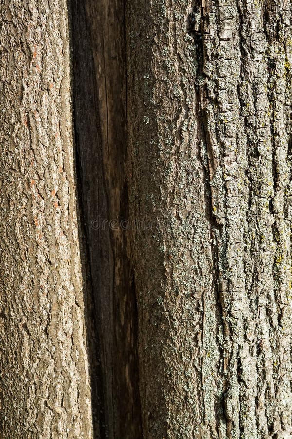 Close-up of Tree Trunks with Textured Bark Stock Photo - Image of ...