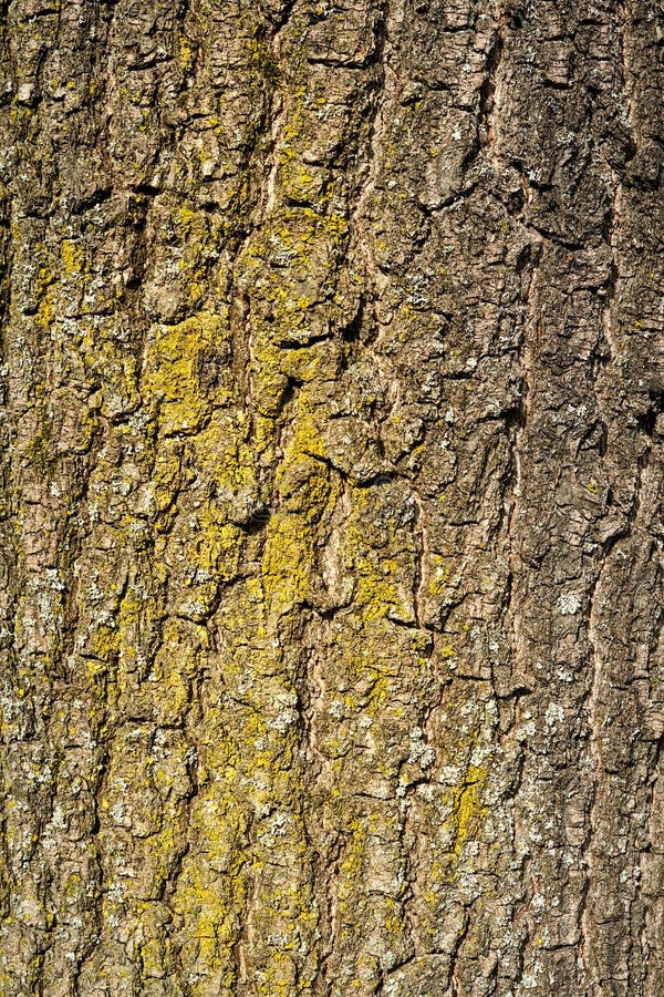 Close-up of Tree Trunks with Textured Bark Stock Image - Image of rough ...