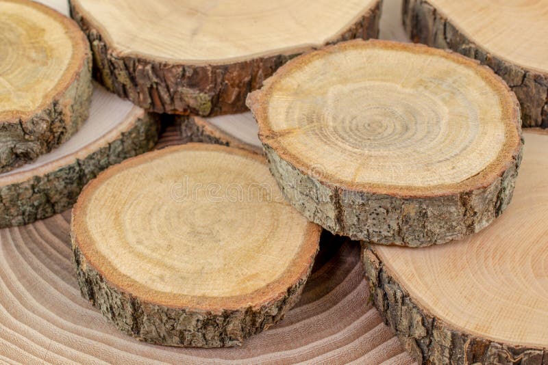 Six Different Oak Tree Cross Sections, Isolated. Wooden Textures. Tree ...