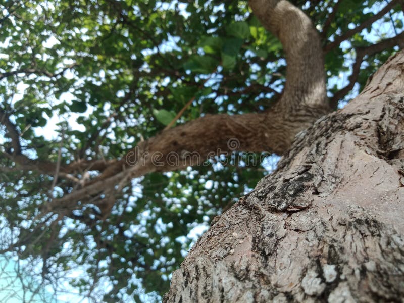 Close Up of Tree Wood and Shady Leaves Stock Photo - Image of autumn ...