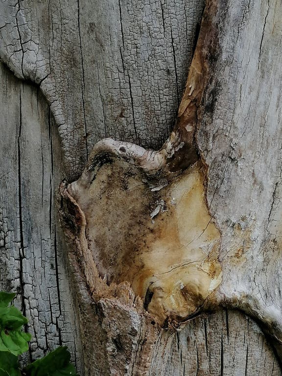 Close Up, Tree Wound with Cut and Dry Branches Stock Image - Image of ...