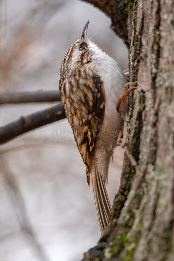 Close up of a Treecreeper stock photo. Image of portrait - 243136458