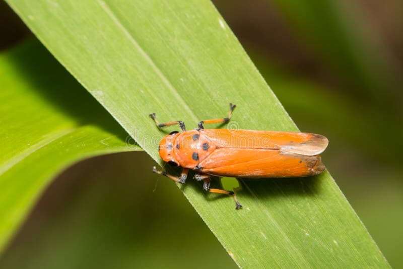 Close-up Treehopper or Spittlebug on Green Leaf Stock Photo - Image of ...
