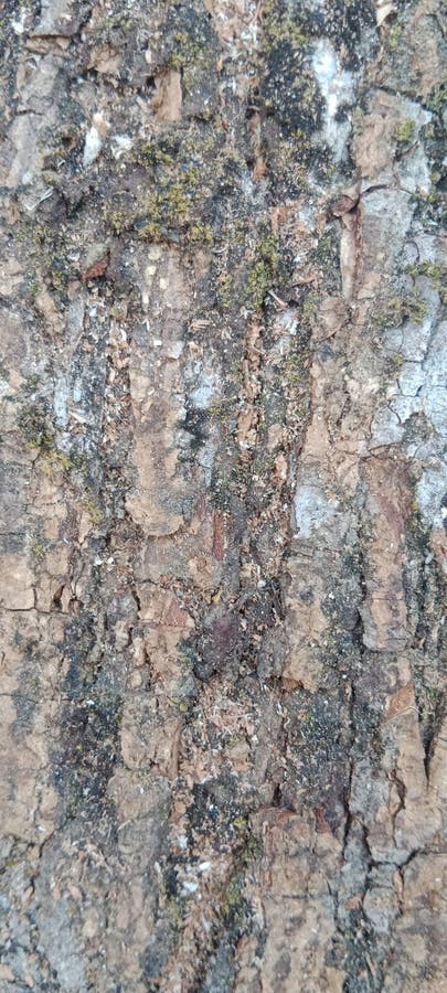 Close Up Trees Bark. the Texture is Rough Stock Image - Image of forest ...