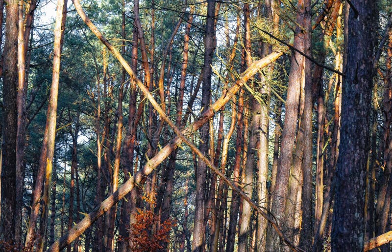 Close-up of Trees in a Forest Stock Image - Image of close, trees ...