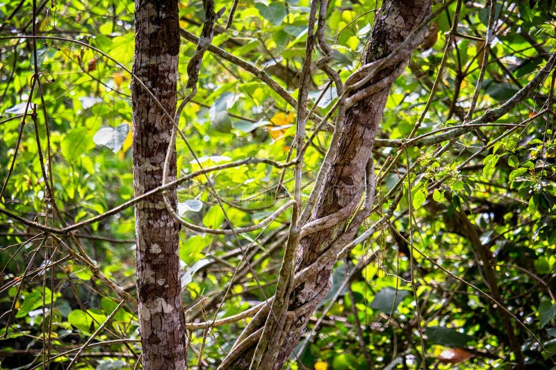 Close-up of Trees in a Jungle Stock Photo - Image of close, fern: 342705478