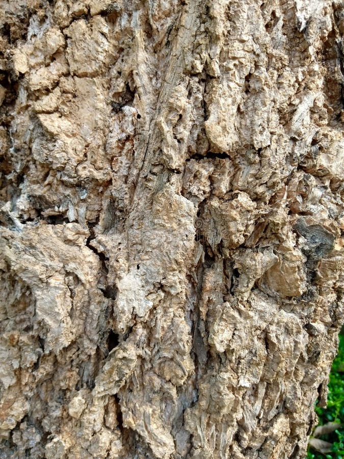 Close up of trees stock photo. Image of soil, bedrock - 258017256