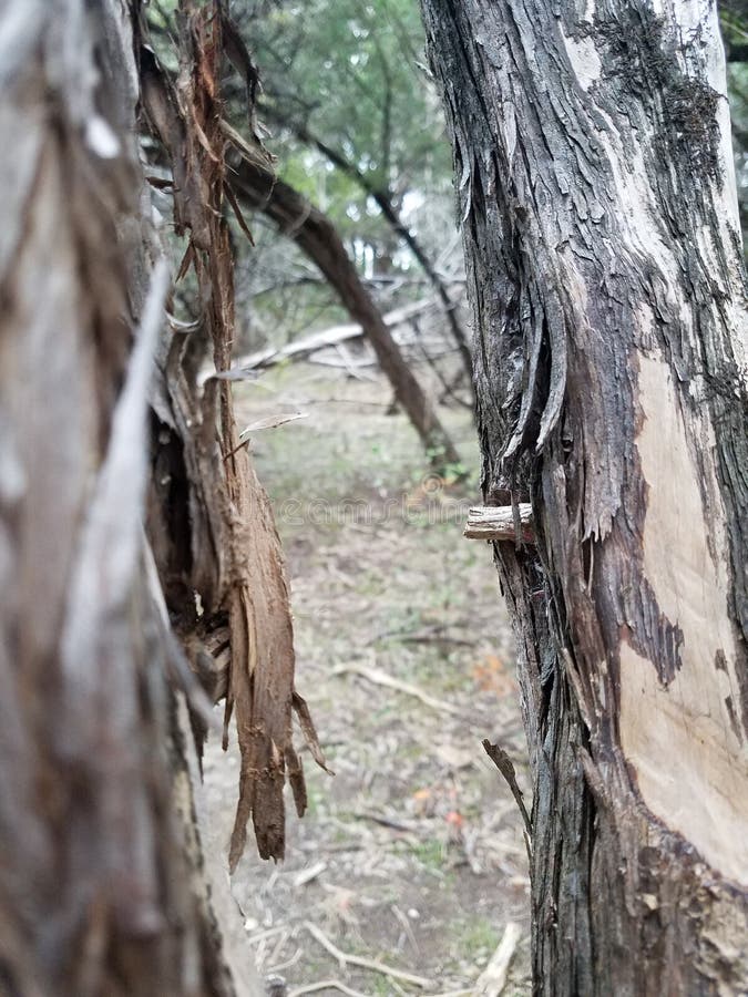 Close Up Trees Woods Grass Bark Stock Image - Image of close, grass ...