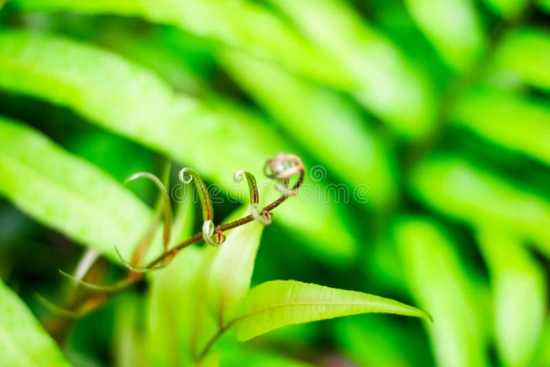 Close Up Treetop Green Leaves Background. Stock Photo - Image of ...
