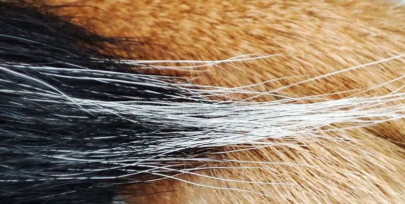 Close up of tricolor tail stock image. Image of closeup - 262913553