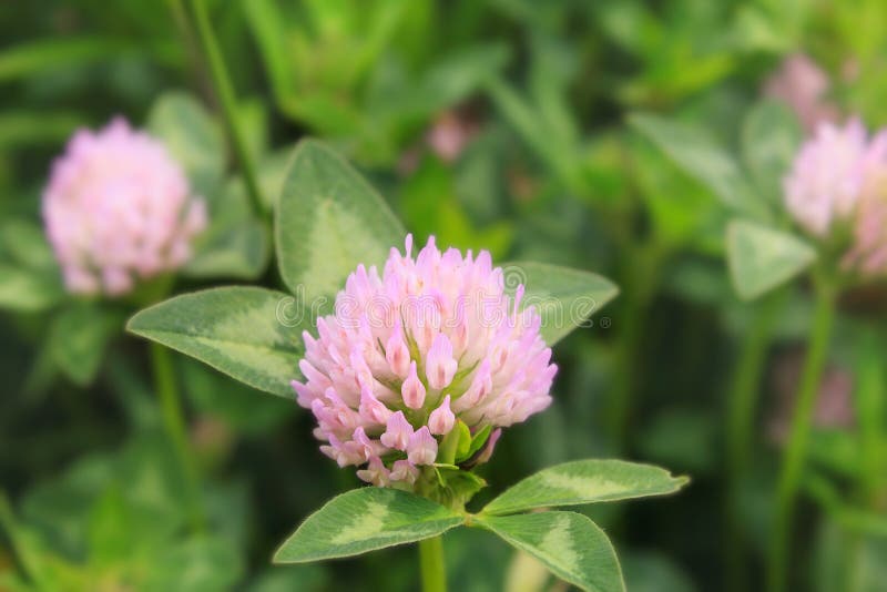 Pink Clover stock photo. Image of fabaceae, green, bossom - 250513102