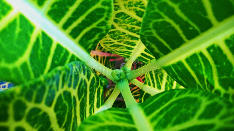 Close-up of Tropical, Concept Texture Leaves, Abstract Green, Nature ...